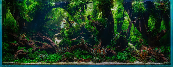 "Mirrorless Nature" - ADA 90P Nature Aquarium – Pachi Aquarium